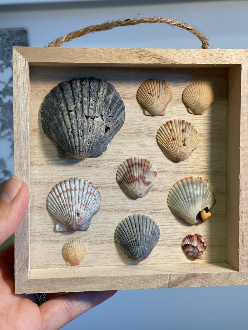 Seashell Shadow Box Natural Sea Shell Home Decor Handmade Collection ...