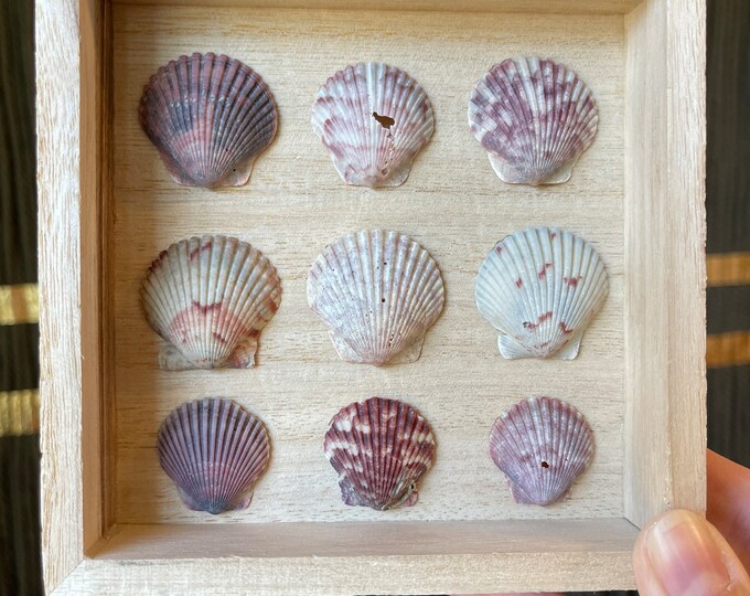 Shadow Box, Sea Shell Shadow Box, Coastal Decor, Shell Art, Wall Art ...
