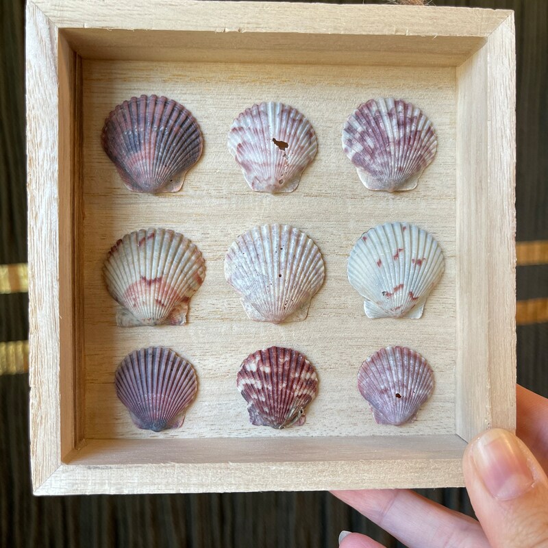 Shell Shadow Box - Etsy