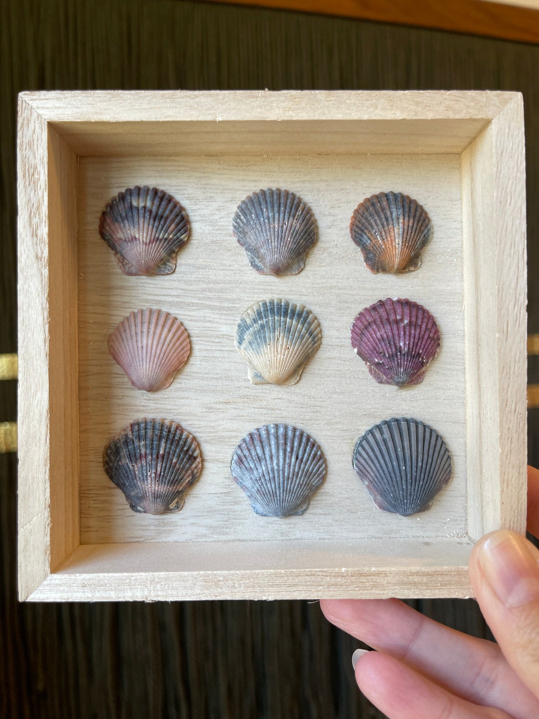Seashell Shadow Box Natural Seashell Home Decor Handmade Collection Box ...