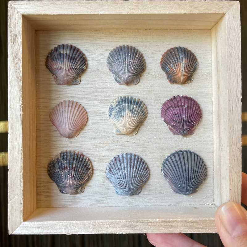 Seashell Shadow Box - Etsy
