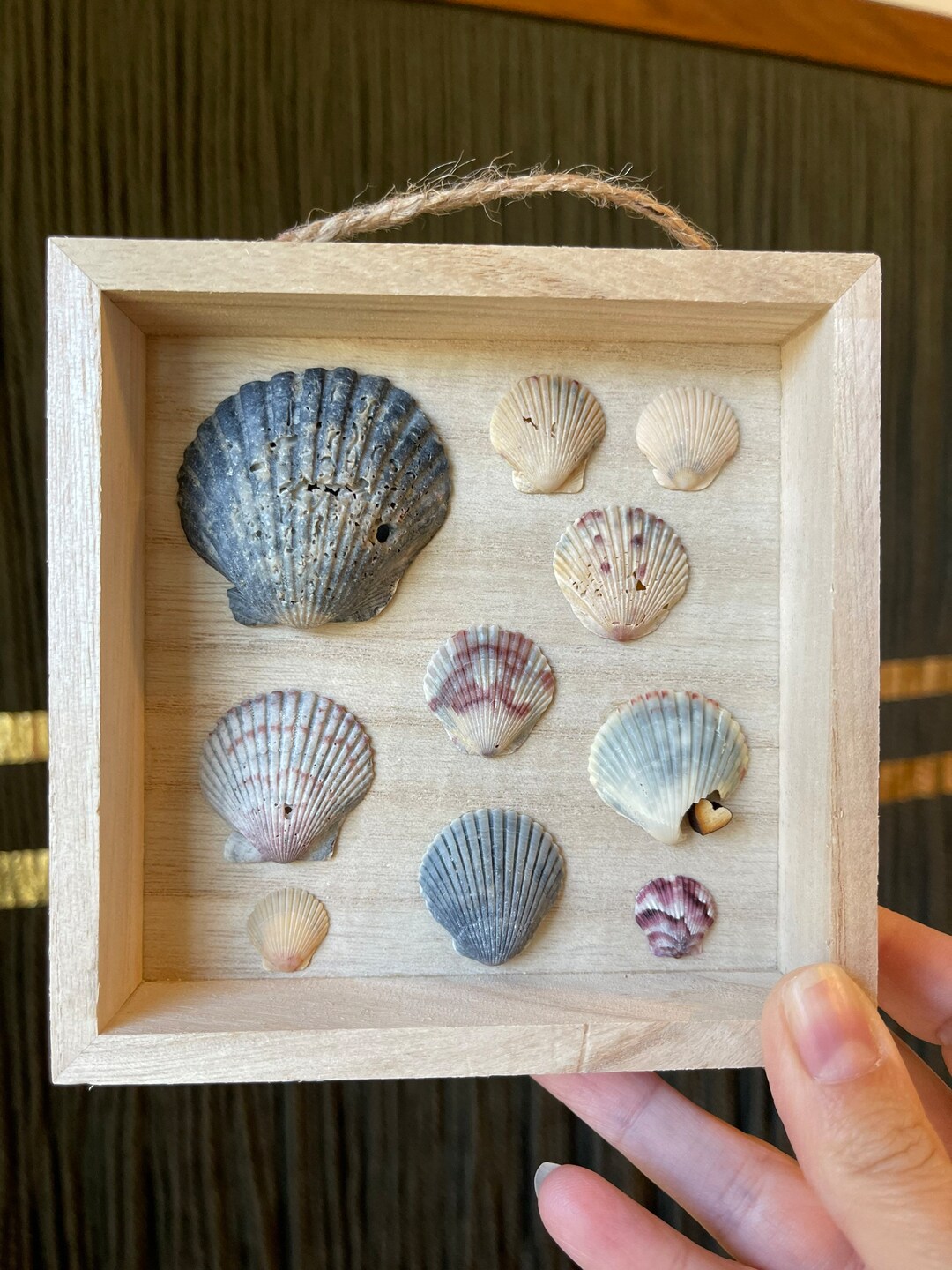 Seashell Shadow Box Natural Sea Shell Home Decor Handmade Collection ...