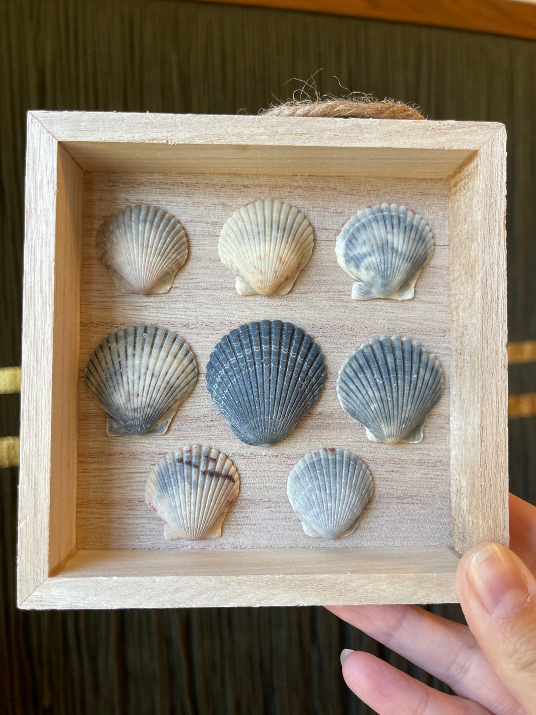 Shell Shadow Box, Coastal Decor, Beach, Wall Art, Ocean Gift, Coastal ...