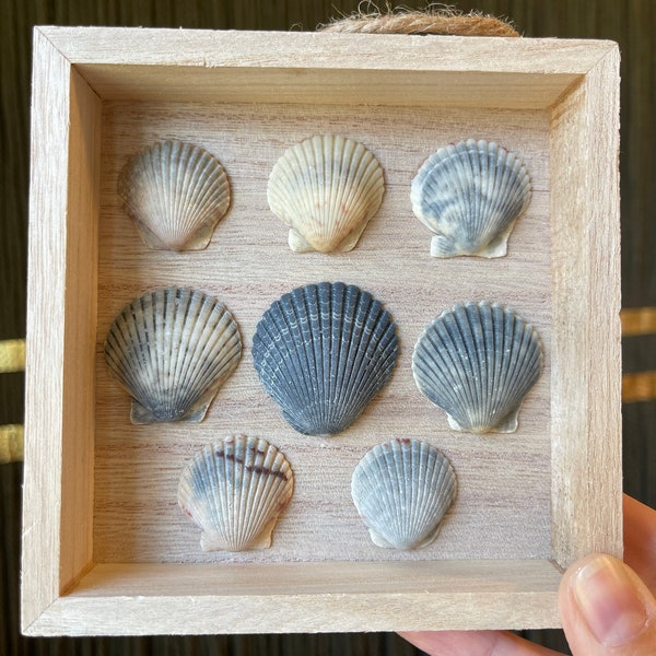 Shell Shadow Box - Etsy