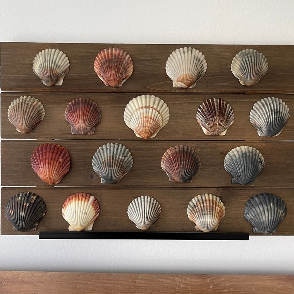 Seashell Display - Etsy