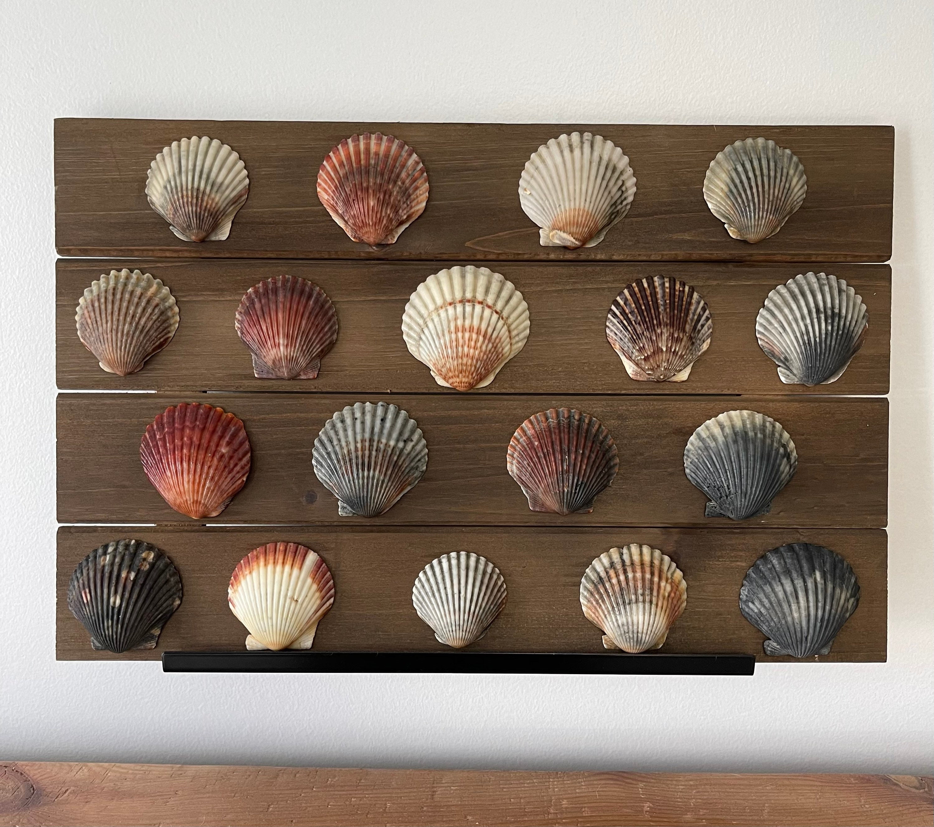 Seashell Display Seashell Home Decor Beach House Coastal Decor Polished ...