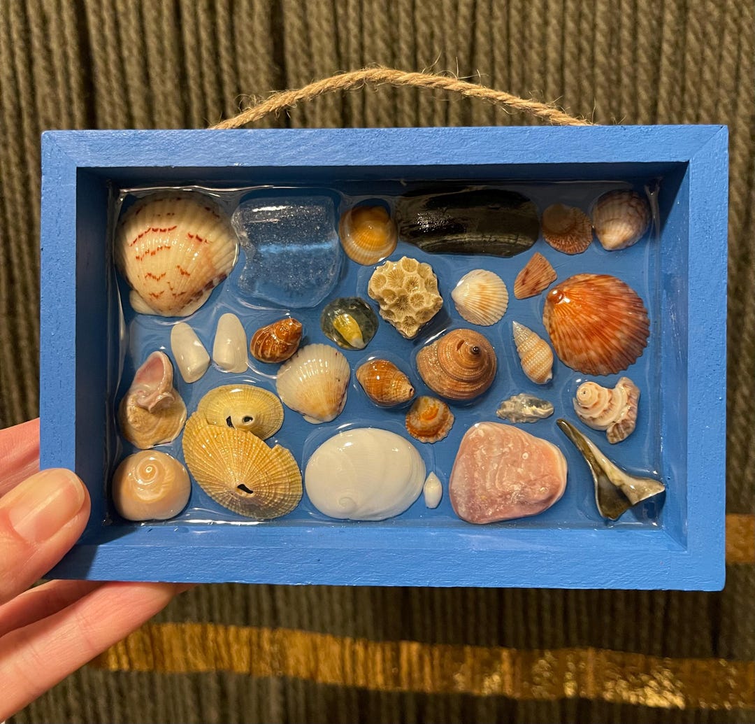 Seashell Blue Shadow Box: Carolina Beach Decor With Mixed Atlantic ...