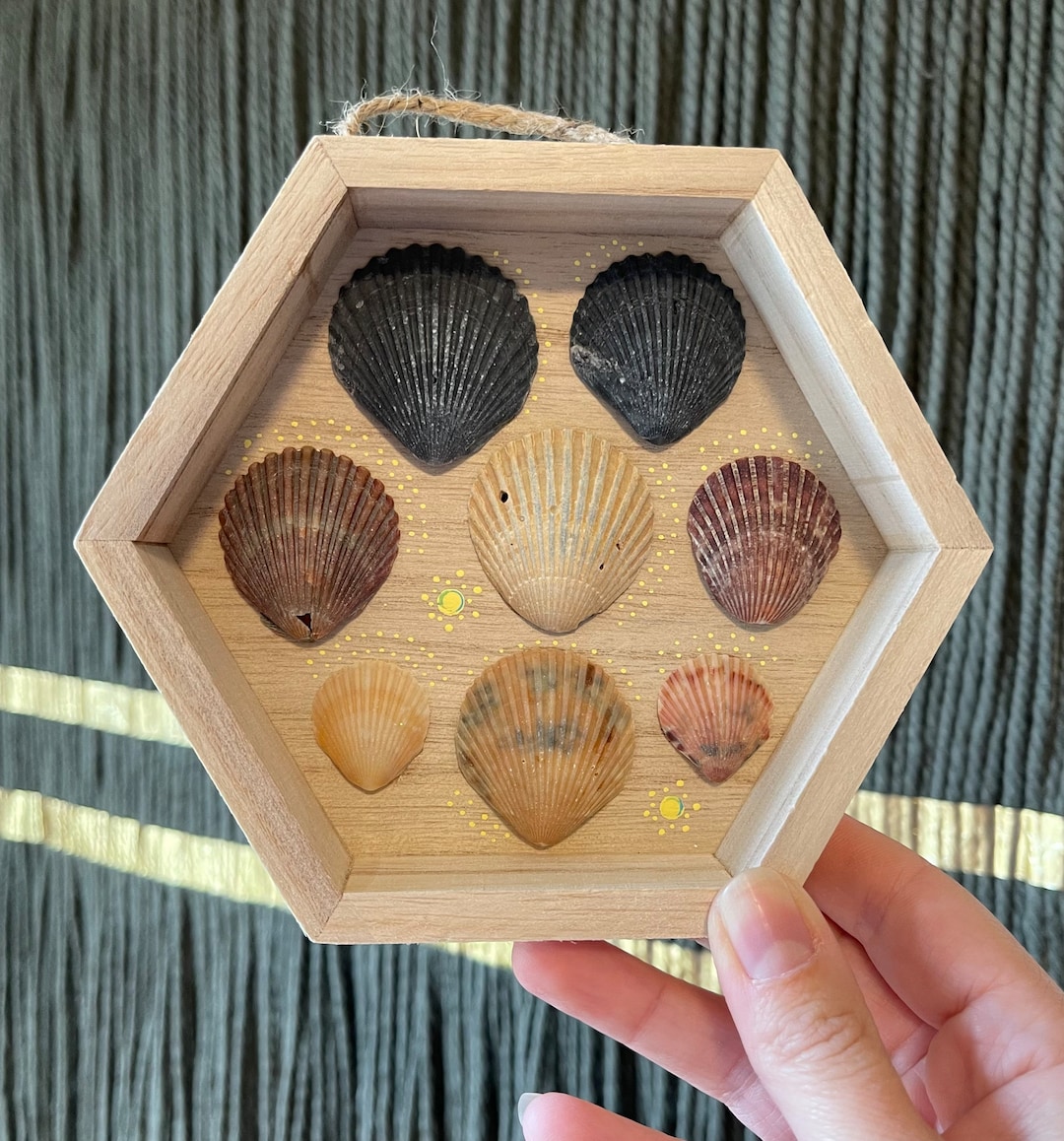 Honeycomb Seashell Shadow Box Natural Seashell Home Decor Beach House ...