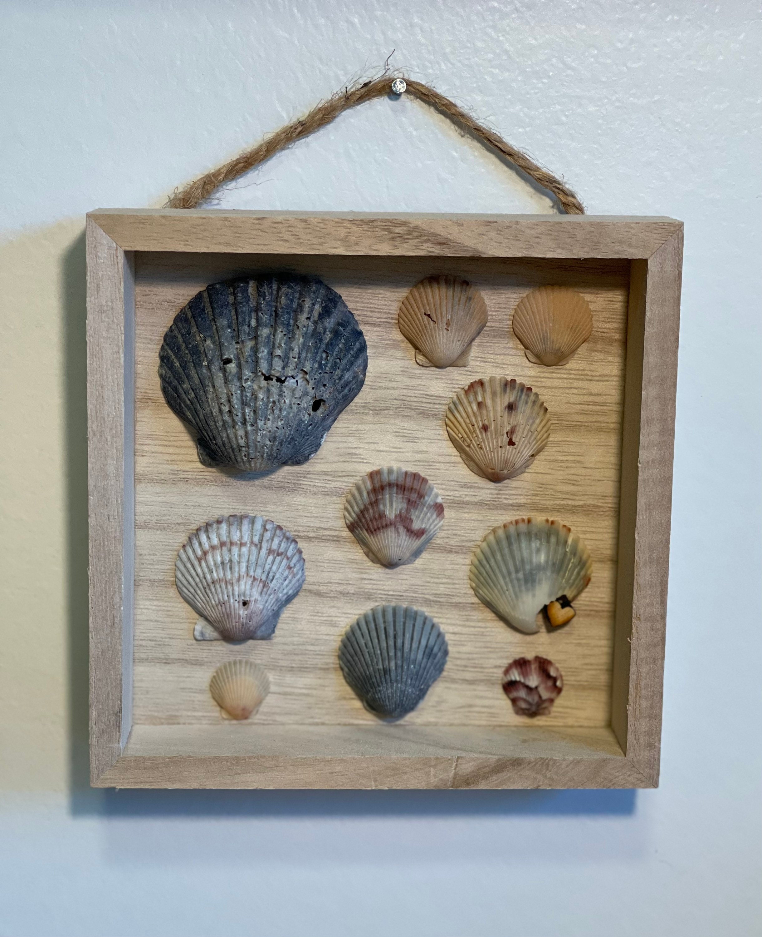 Seashell Shadow Box Natural Sea Shell Home Decor Handmade Collection ...