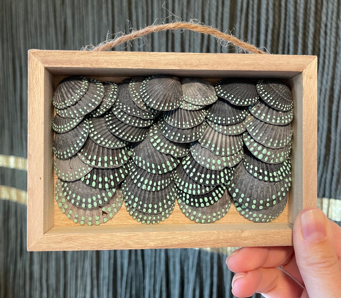 Butterfly Wings Seashell Shadow Box Natural Seashell Collection Box ...