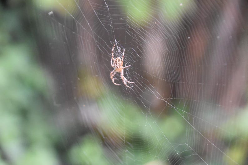 Charlotte and Her Web 19x13 Digital Print of a Photo Taken on a Nikon ...