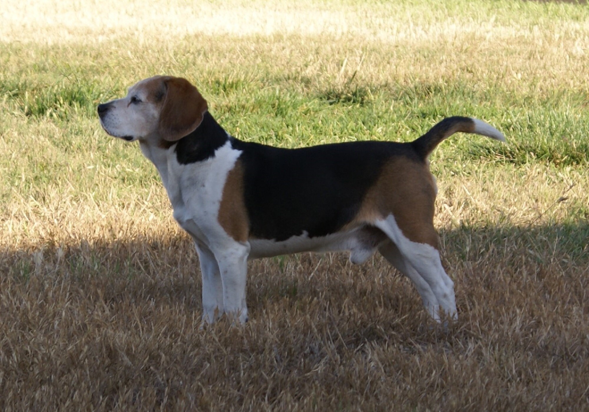 Beagle Stance Left Digital Printable - Etsy