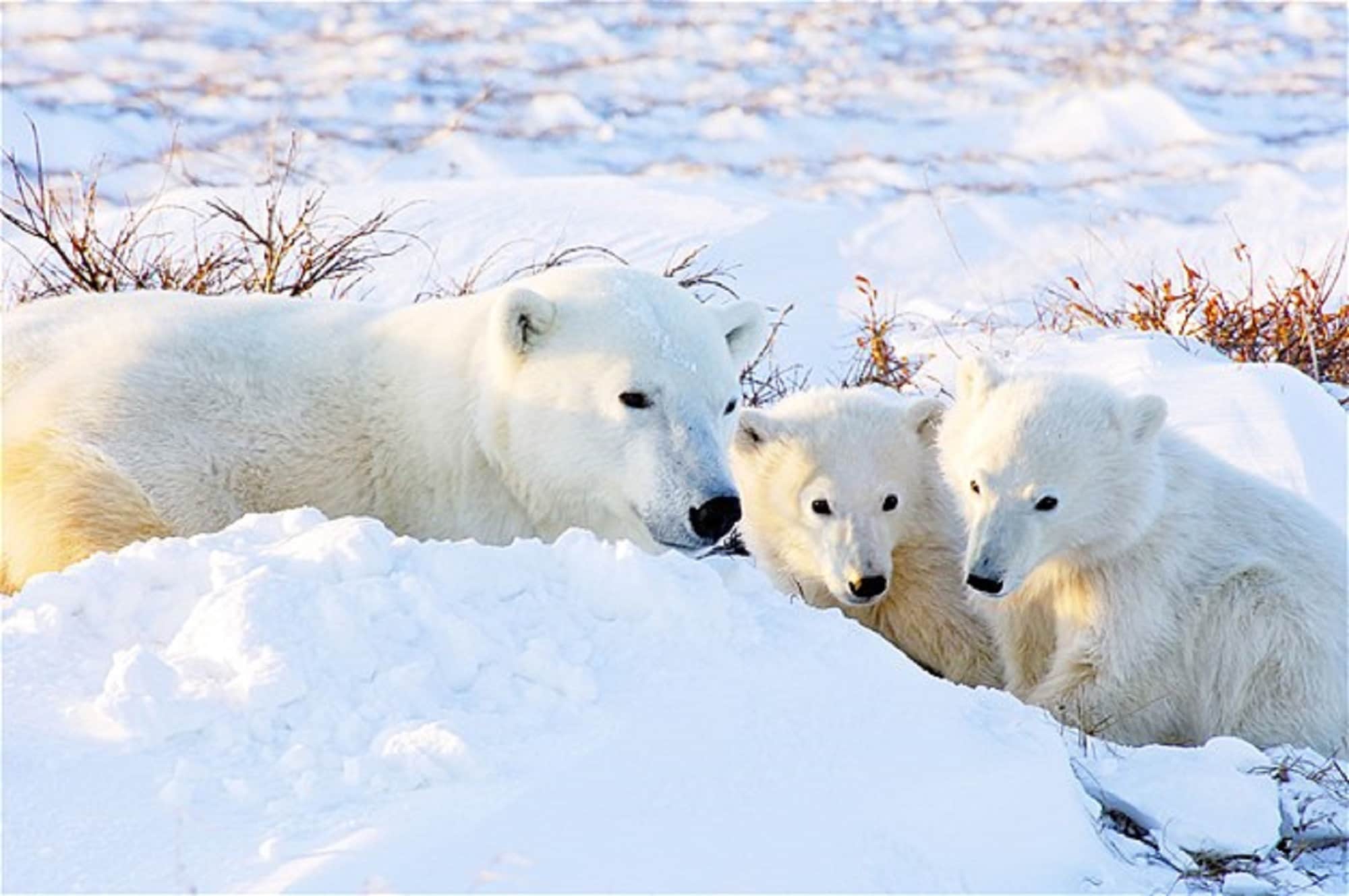 Polar Bears in the Snow Digital Print - Etsy