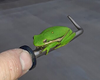 Green Tree Frog 1 Original Art Print - Etsy