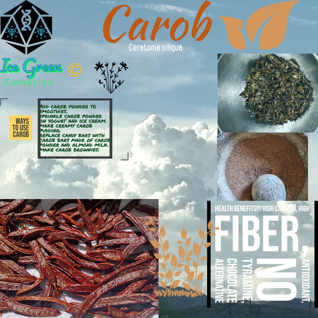 Carob Seed Pods whole 3 Oz. and 6 Oz. Containers Available - Etsy