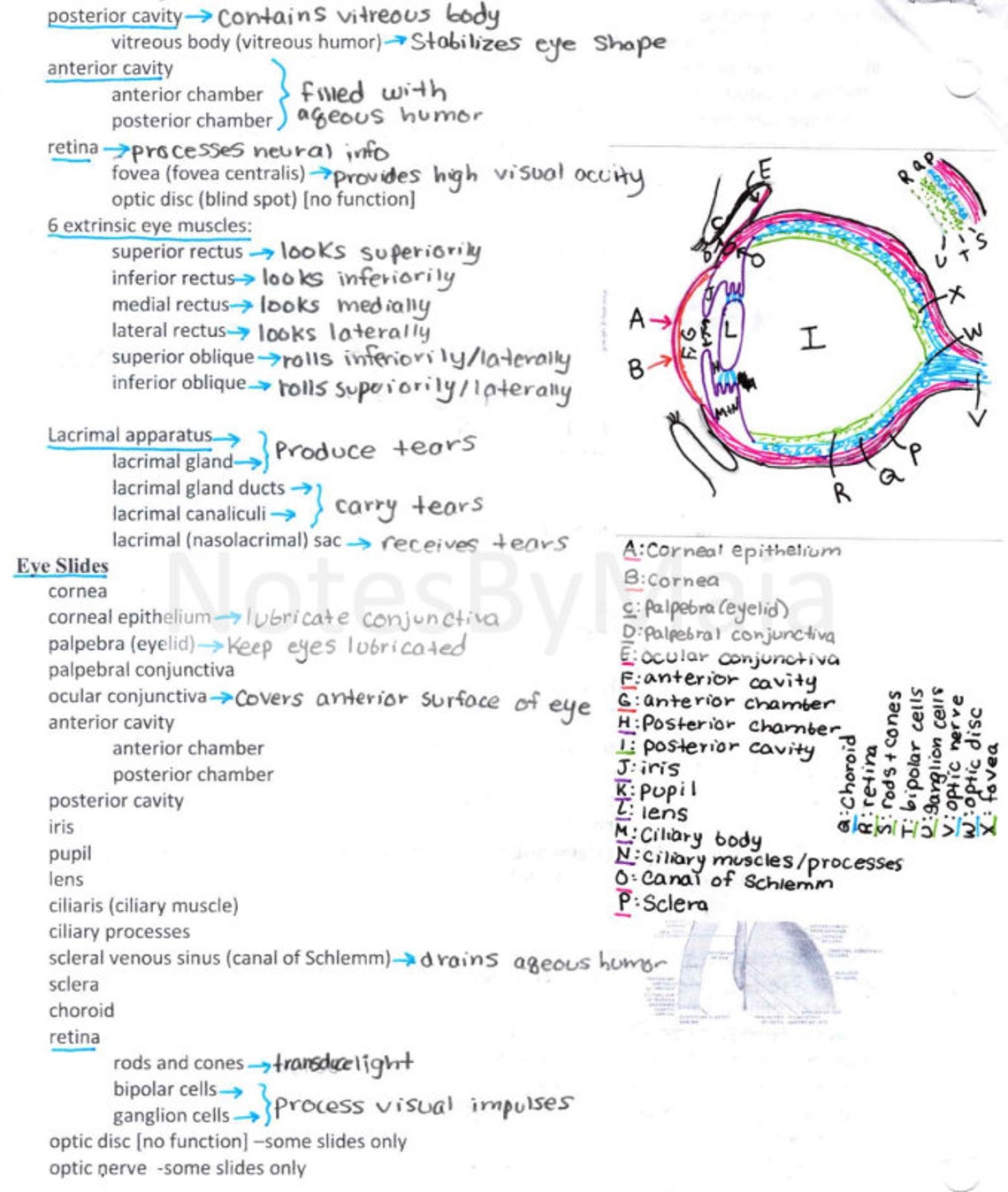 Anatomy and Physiology Notes, Lab Material, Diagrams, and Study Guide ...