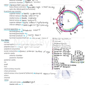 Anatomy and Physiology Notes, Lab Material, Diagrams, and Study Guide ...