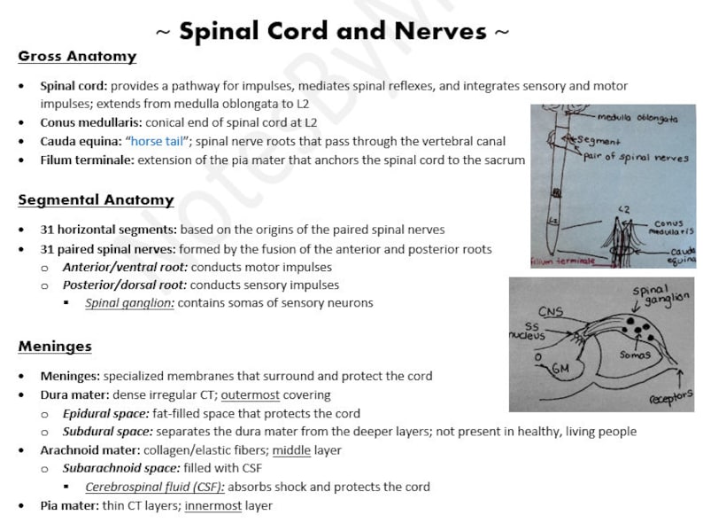 Anatomy and Physiology Notes, Lab Material, Diagrams, and Study Guide ...