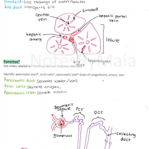 Anatomy and Physiology Notes, Lab Material, Diagrams, and Study Guide ...