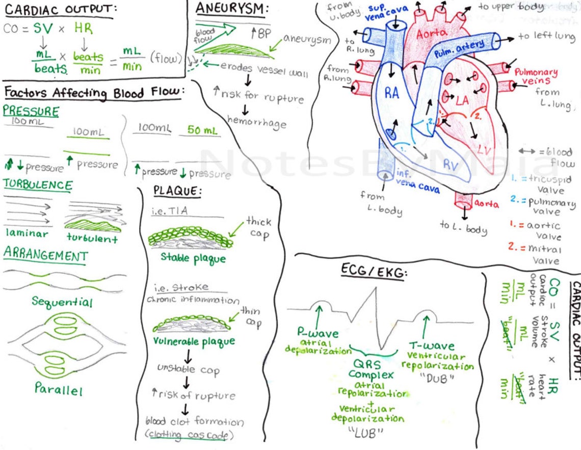Pathophysiology Class Notes for Nursing Students From an RN Complete ...