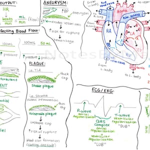 Pathophysiology Class Notes for Nursing Students From an RN - Complete ...