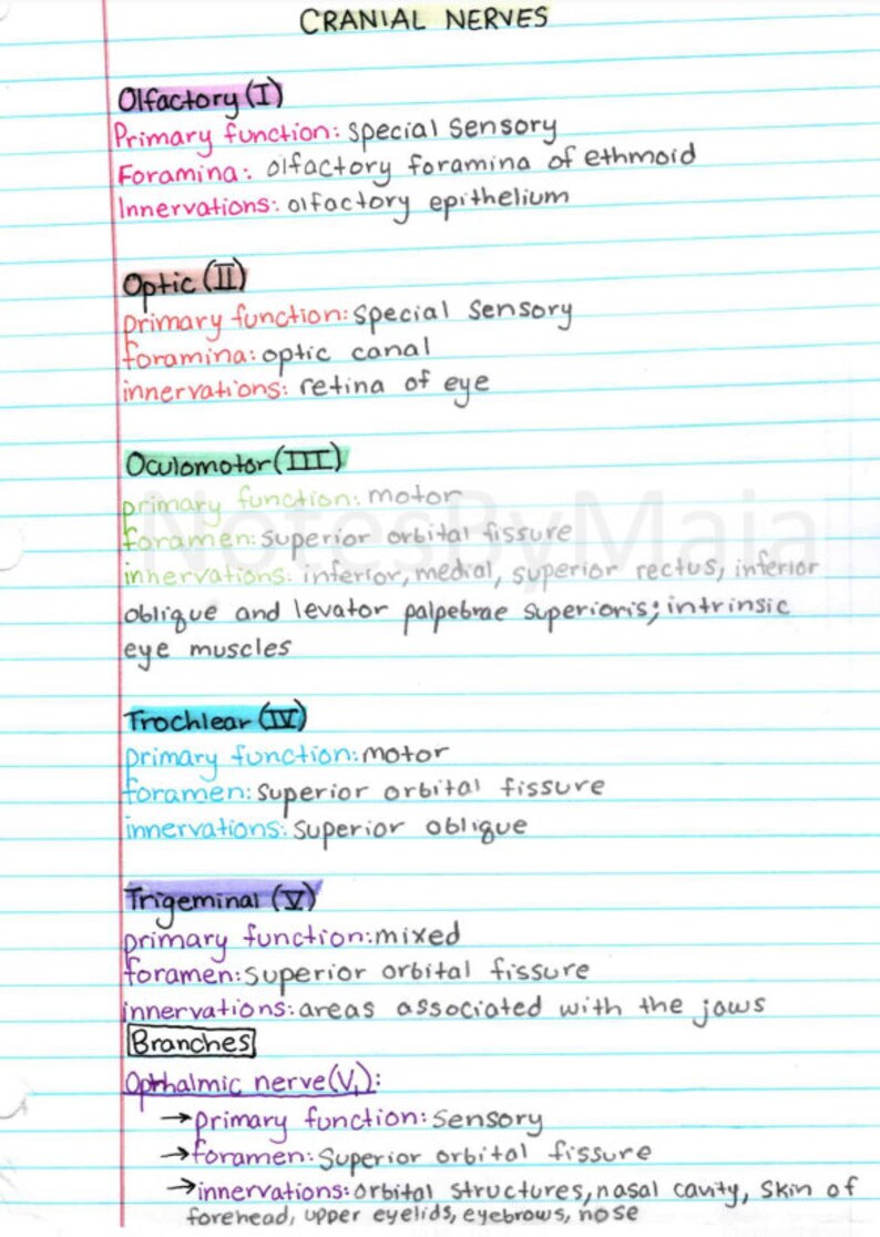 Anatomy and Physiology Notes, Lab Material, Diagrams, and Study Guide ...
