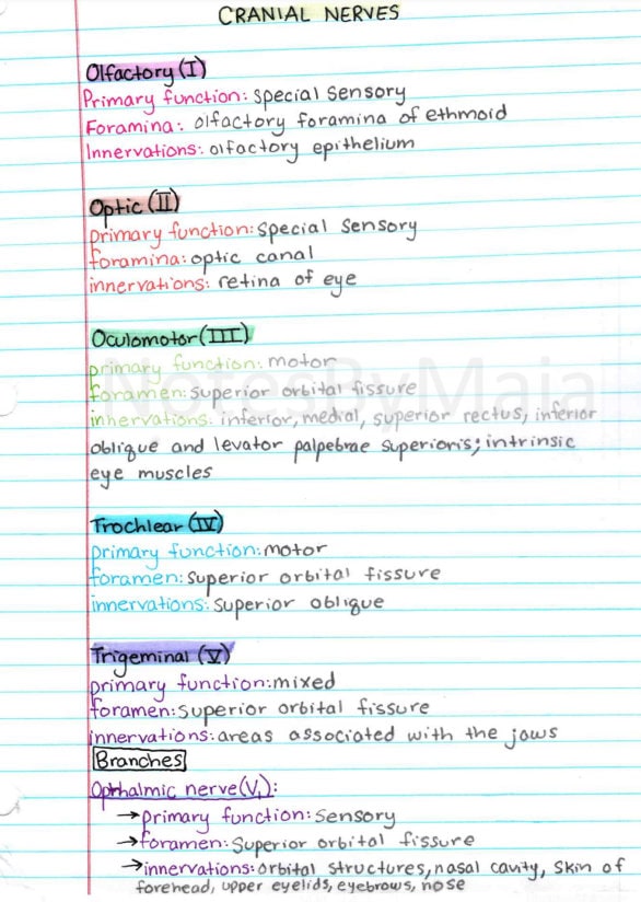 Anatomy and Physiology Notes, Lab Material, Diagrams, and Study Guide ...