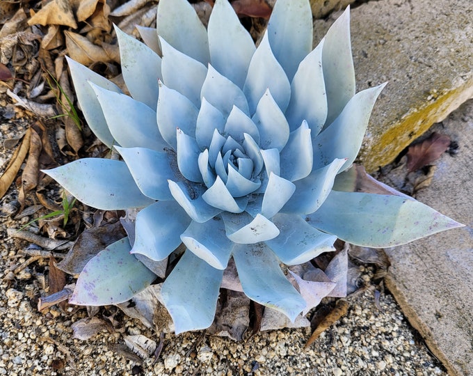 Dudleya Brittonii giant Chalk Dudleya RARE Seeds - Etsy