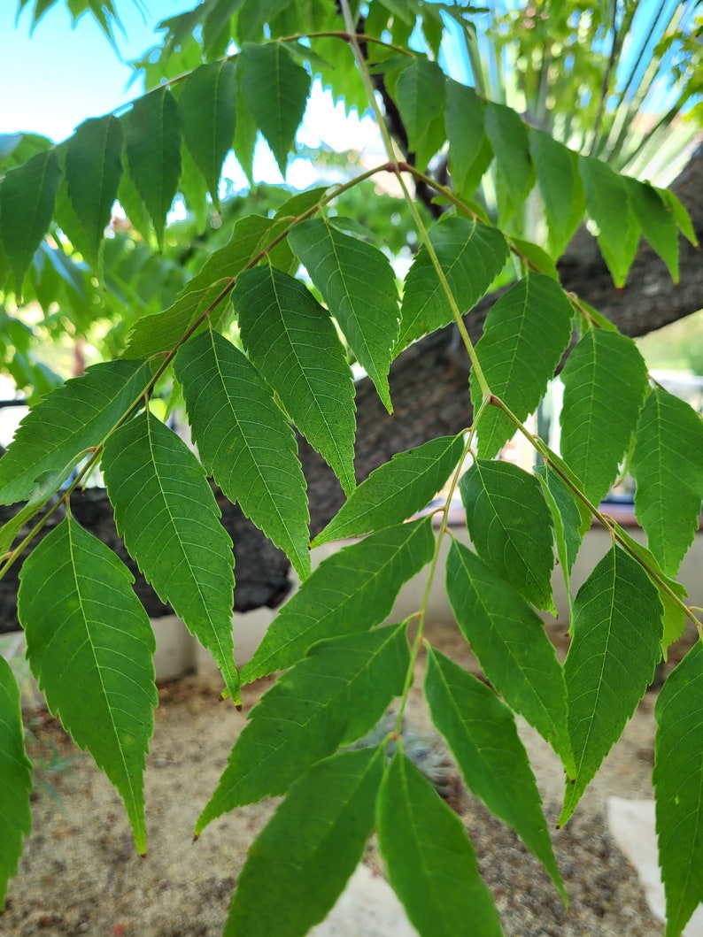 Golden Rain Tree koelreuteria Paniculata Seeds - Etsy