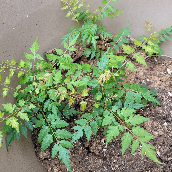 Tree Seedling - Etsy