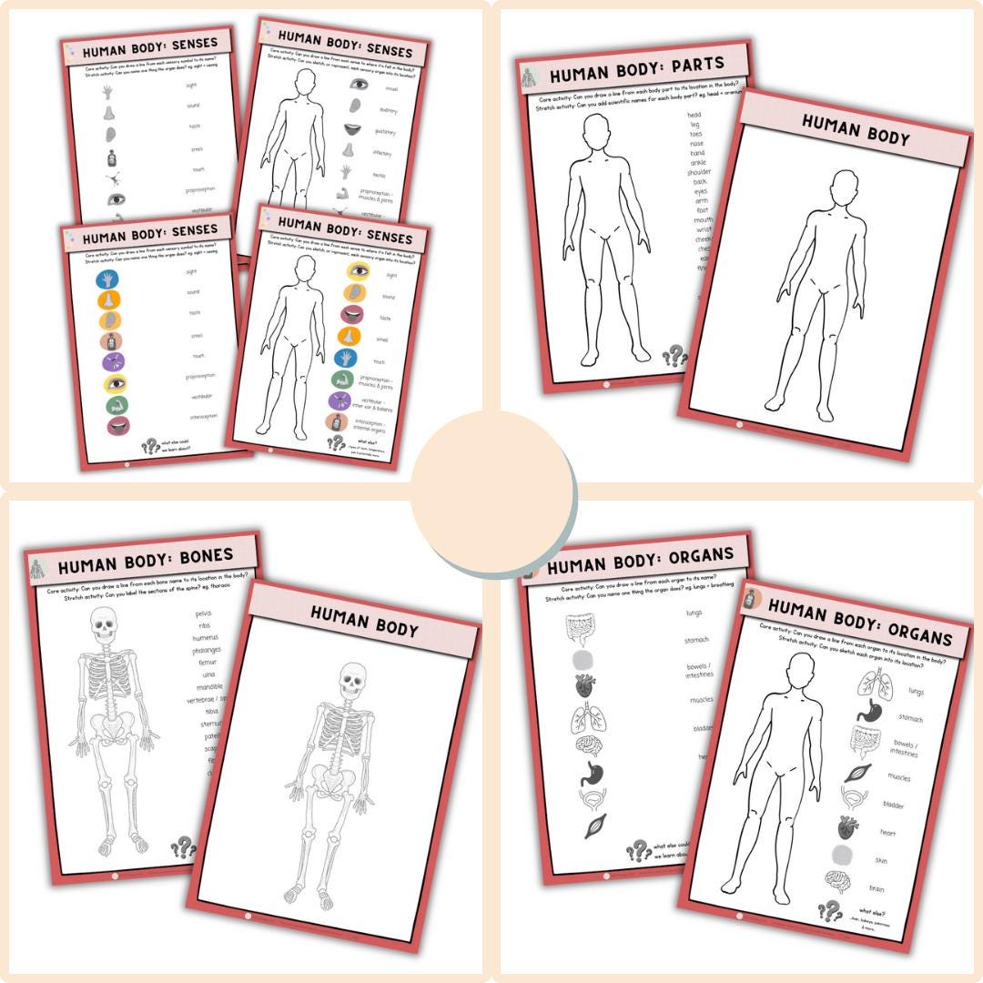 NEW 8 Senses & Interoception Worksheets, Sensory Processing, Body ...