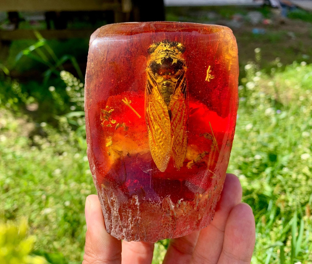 4 Resin Specimen, Cicada Specimen, Cicada Skull, Crystal Gift 1x - Etsy