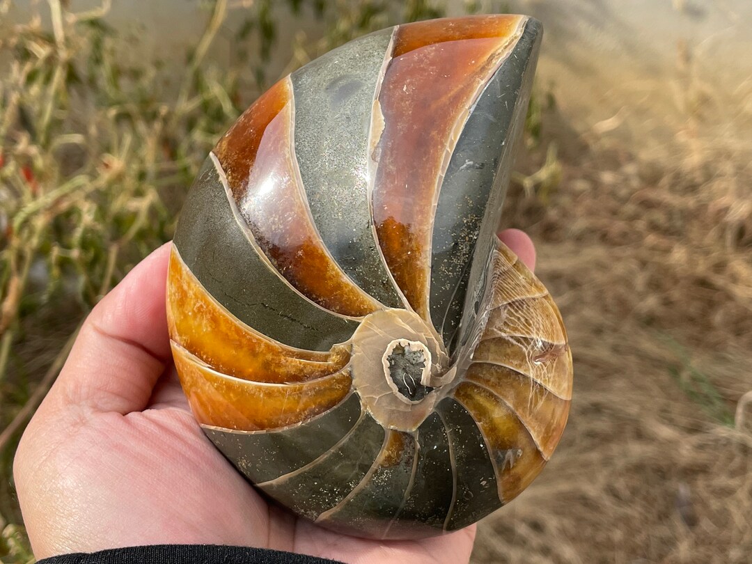 Natural Ammonite Fossils, Quartz Crystals, Specimens, Reiki Healing ...