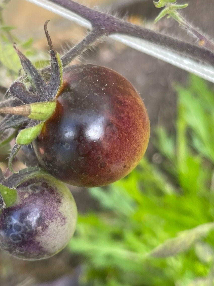 Bosque Blue Bumblebee Tomato 20 Seeds - Etsy Canada