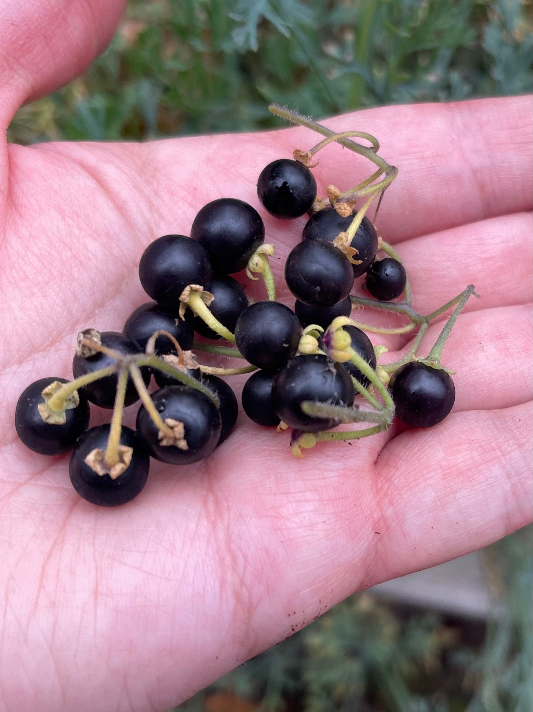 Wonderberry Solanum Burbankii Berries 50 Seeds - Etsy Canada