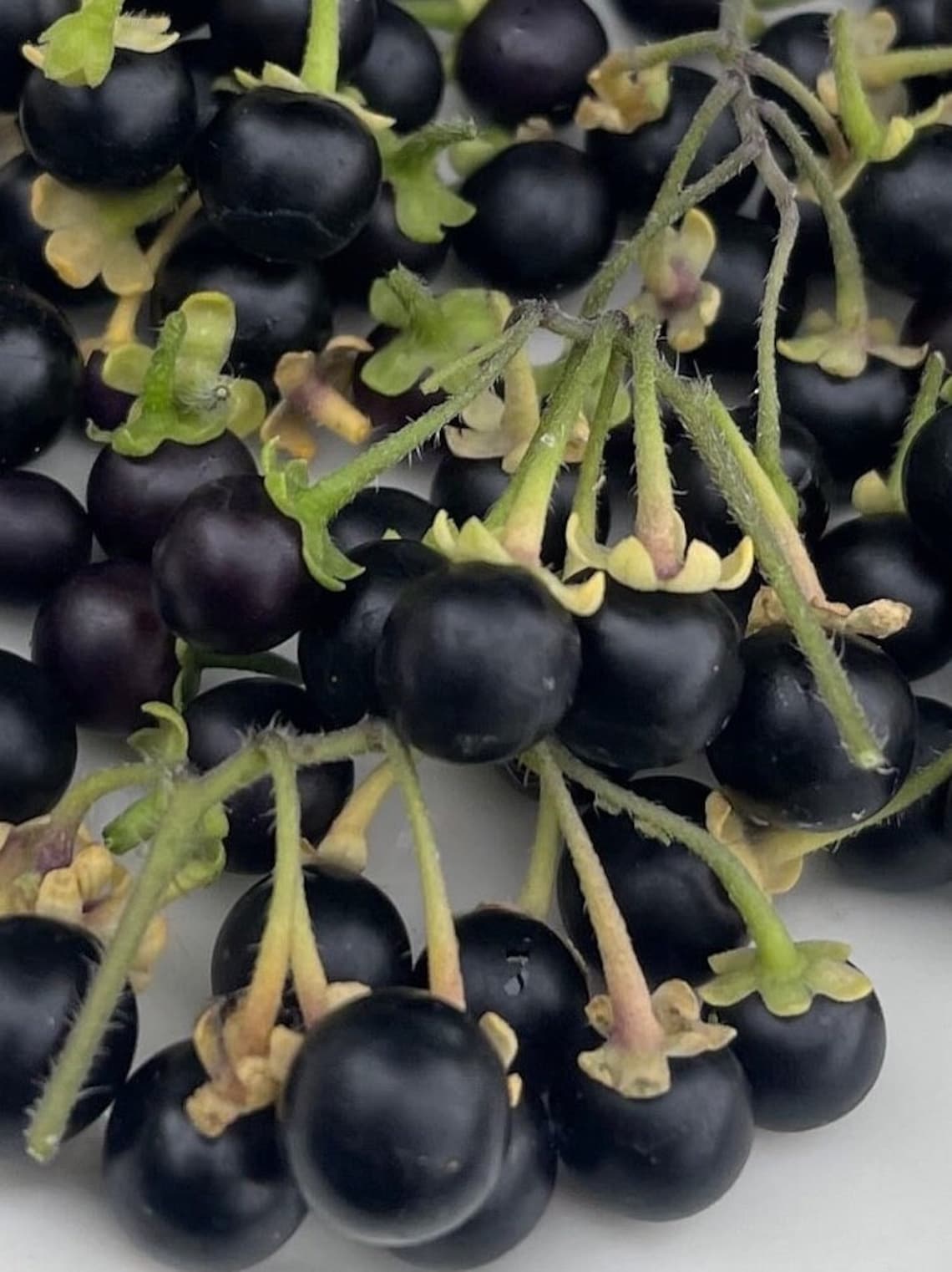 Wonderberry Solanum Burbankii Berries 50 Seeds - Etsy Canada
