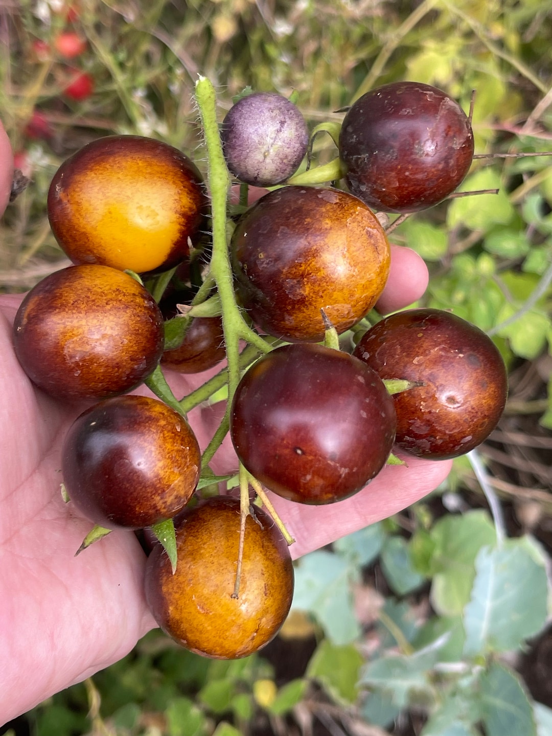 Bosque Blue Bumblebee Tomato 20 Seeds - Etsy Canada
