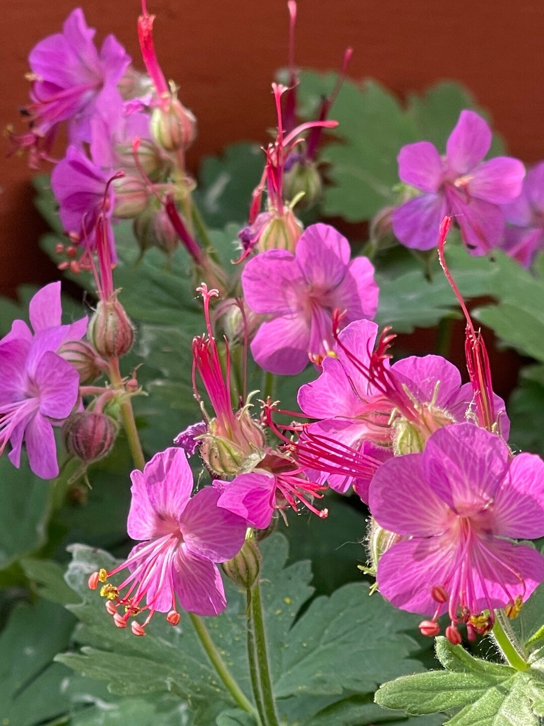 Bigroot Geranium Hardy Perennial 25 Seeds - Etsy Canada
