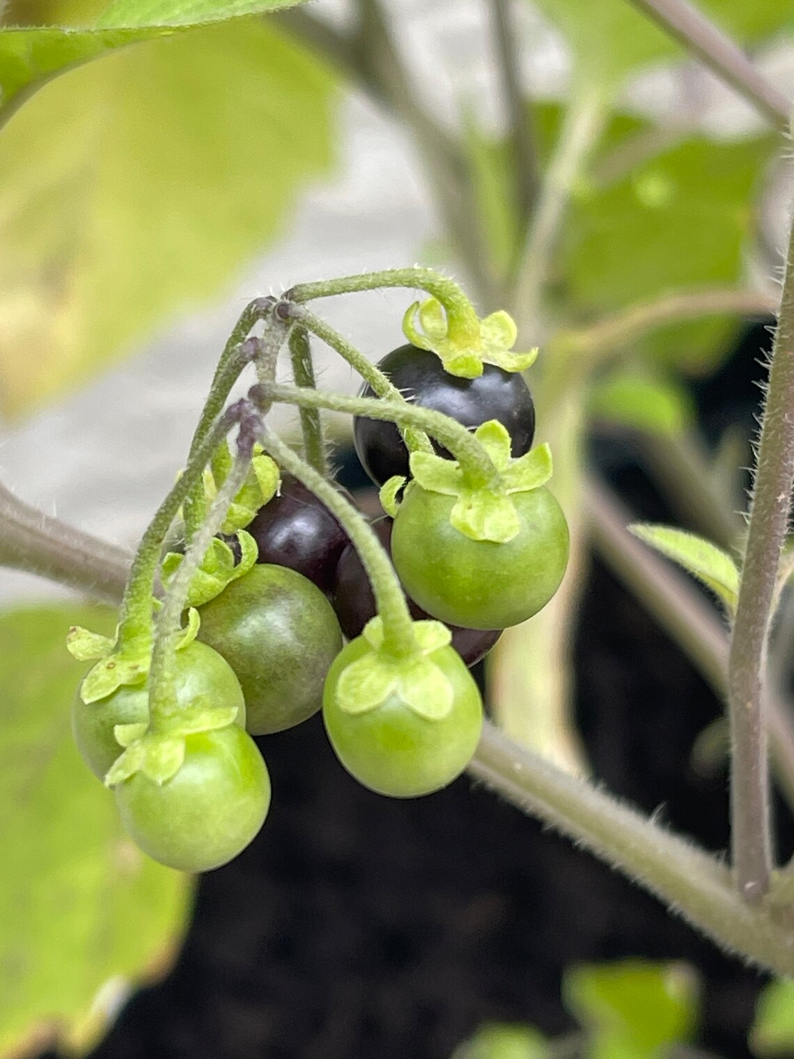 Wonderberry Solanum Burbankii Berries 50 Seeds - Etsy Canada