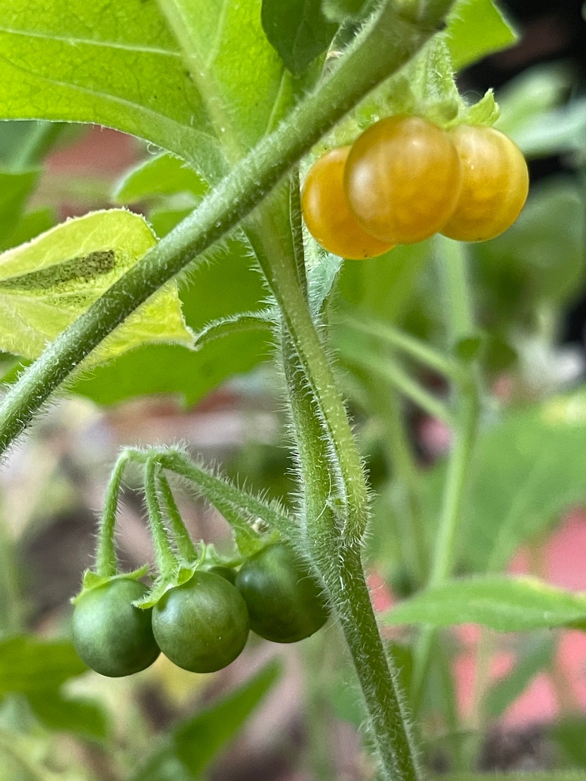 Golden Pearls Berries - Solanum Villosum 100 Seeds - Etsy Canada