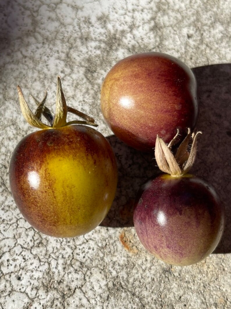 Bosque Blue Bumblebee Tomato 20 Seeds - Etsy Canada