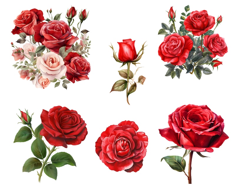 Red Roses Clipart Transparent Png - Mega Bundle 43 Designs - Instant ...