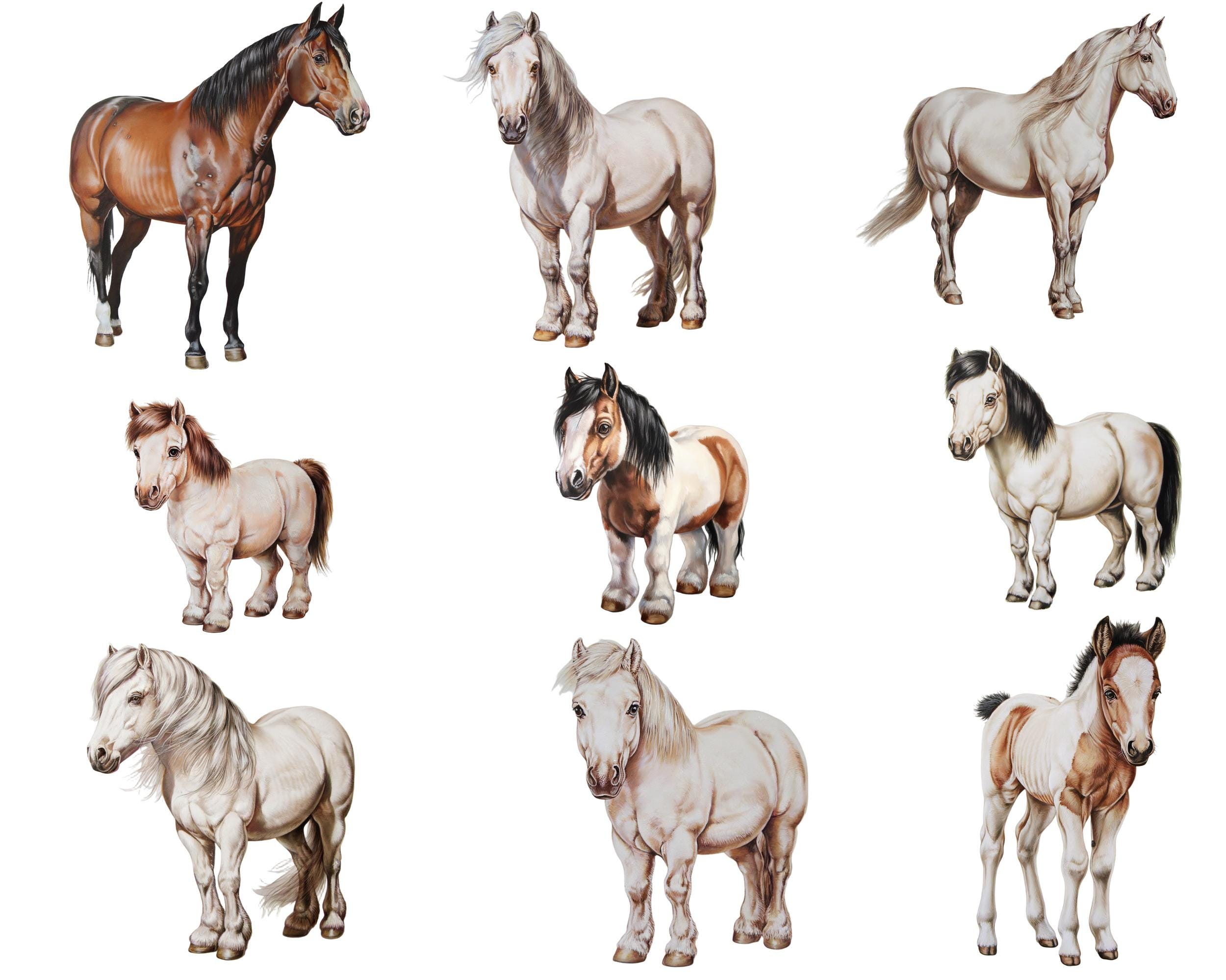 Farm Animal Clipart | 100 X Realistic Farm Animals Bundle | Digital ...
