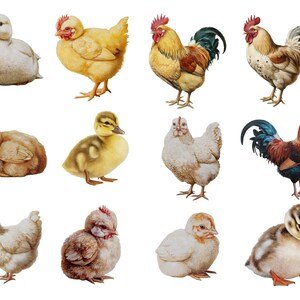 Farm Animal Clipart | 100 X Realistic Farm Animals Bundle | Digital ...