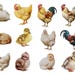 Farm Animal Clipart | 100 X Realistic Farm Animals Bundle | Digital ...