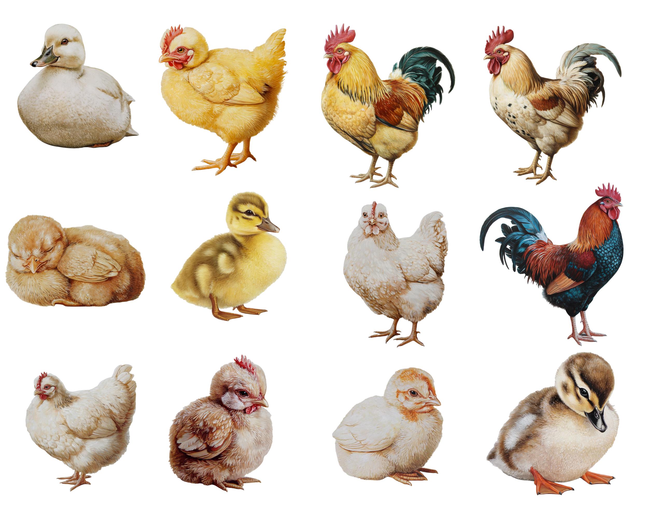 Farm Animal Clipart | 100 X Realistic Farm Animals Bundle | Digital ...
