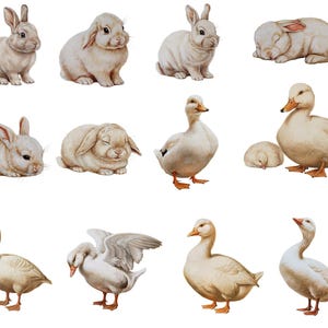 Farm Animal Clipart | 100 X Realistic Farm Animals Bundle | Digital ...