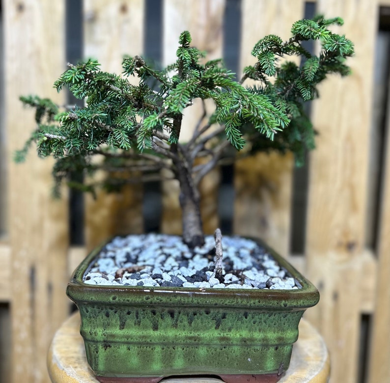 Shifty Bonsai, (shakan) Slant Style - Etsy