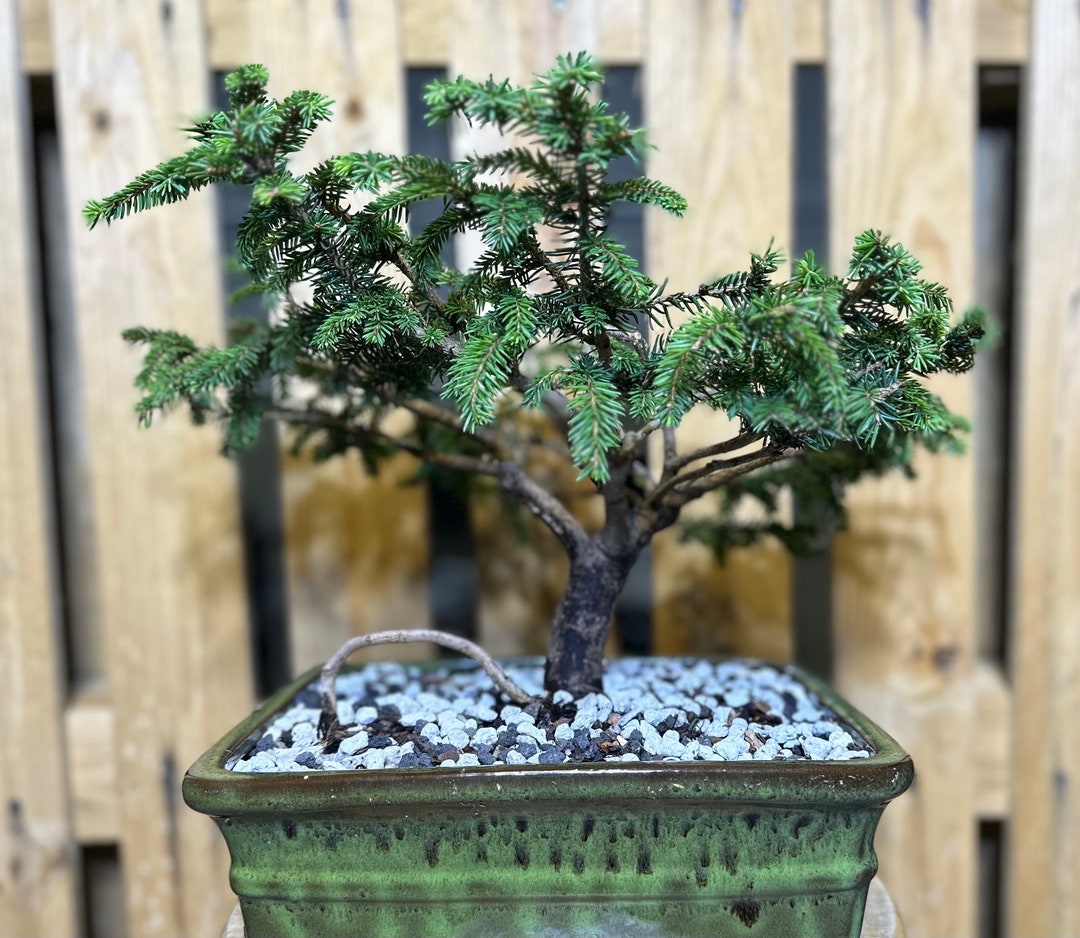Shifty Bonsai shakan Slant Style - Etsy