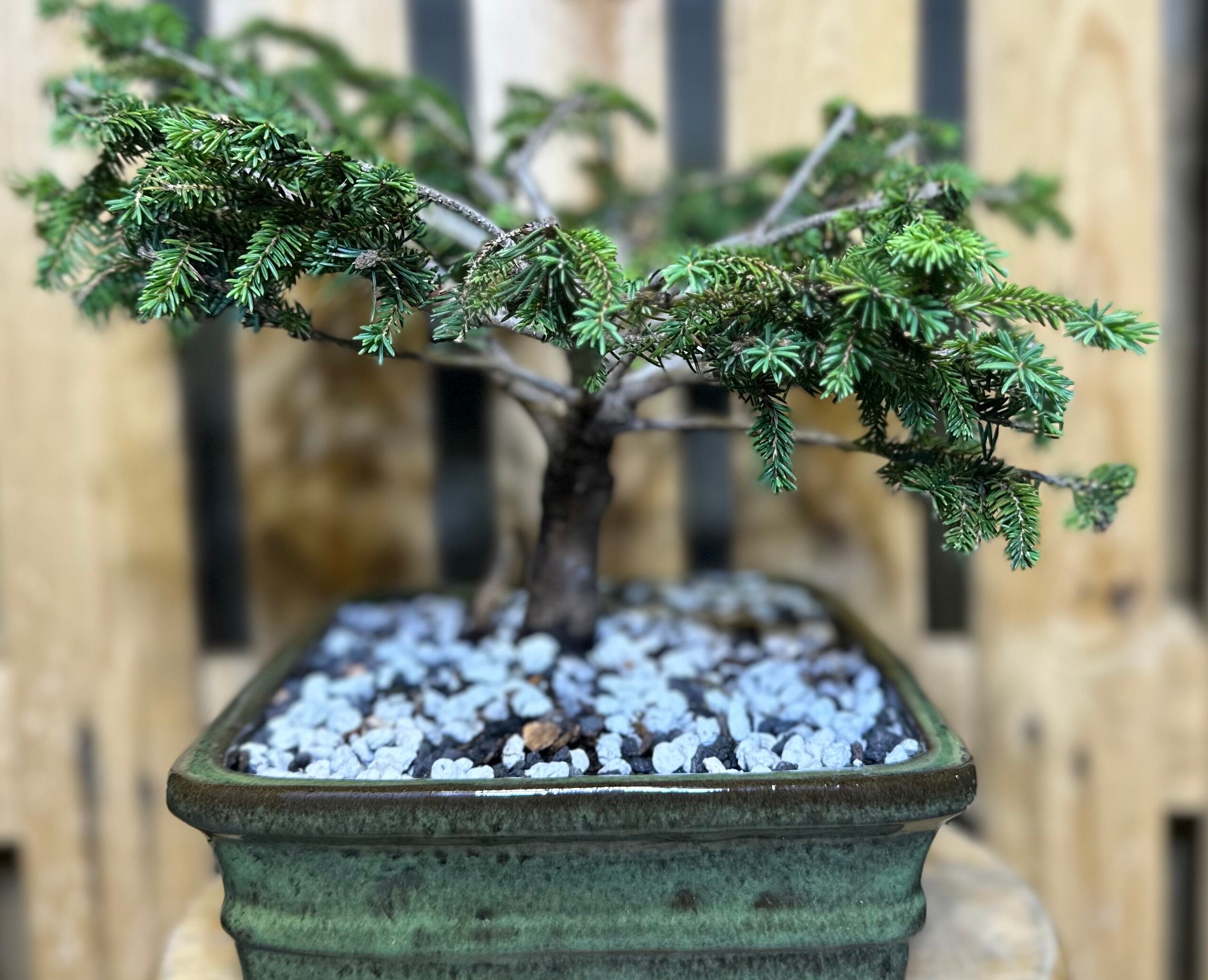 Shifty Bonsai, (shakan) Slant Style - Etsy